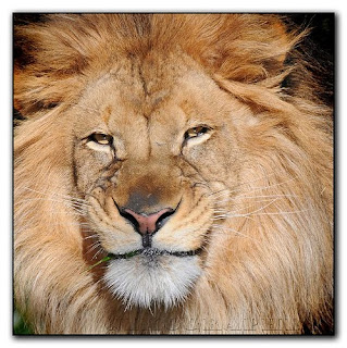 SMILE BE HAPPY: Lion smile