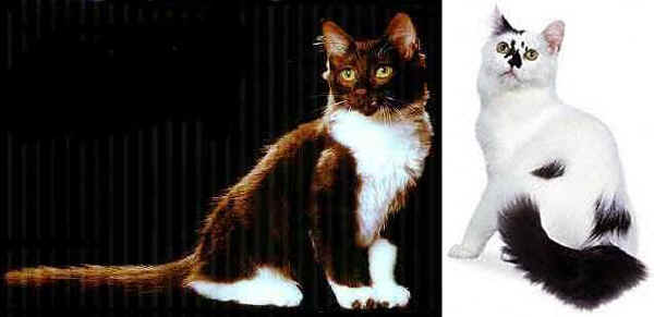 mis gatitos: RAZAS DE GATOS