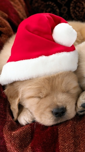 M U L T I F A R I O U S: Hot Mobile Wallpapers