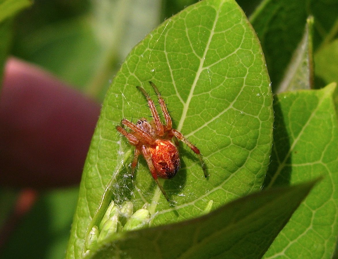 Saratoga woods and waterways: A Quartet of Critters (and One Critter Eater)