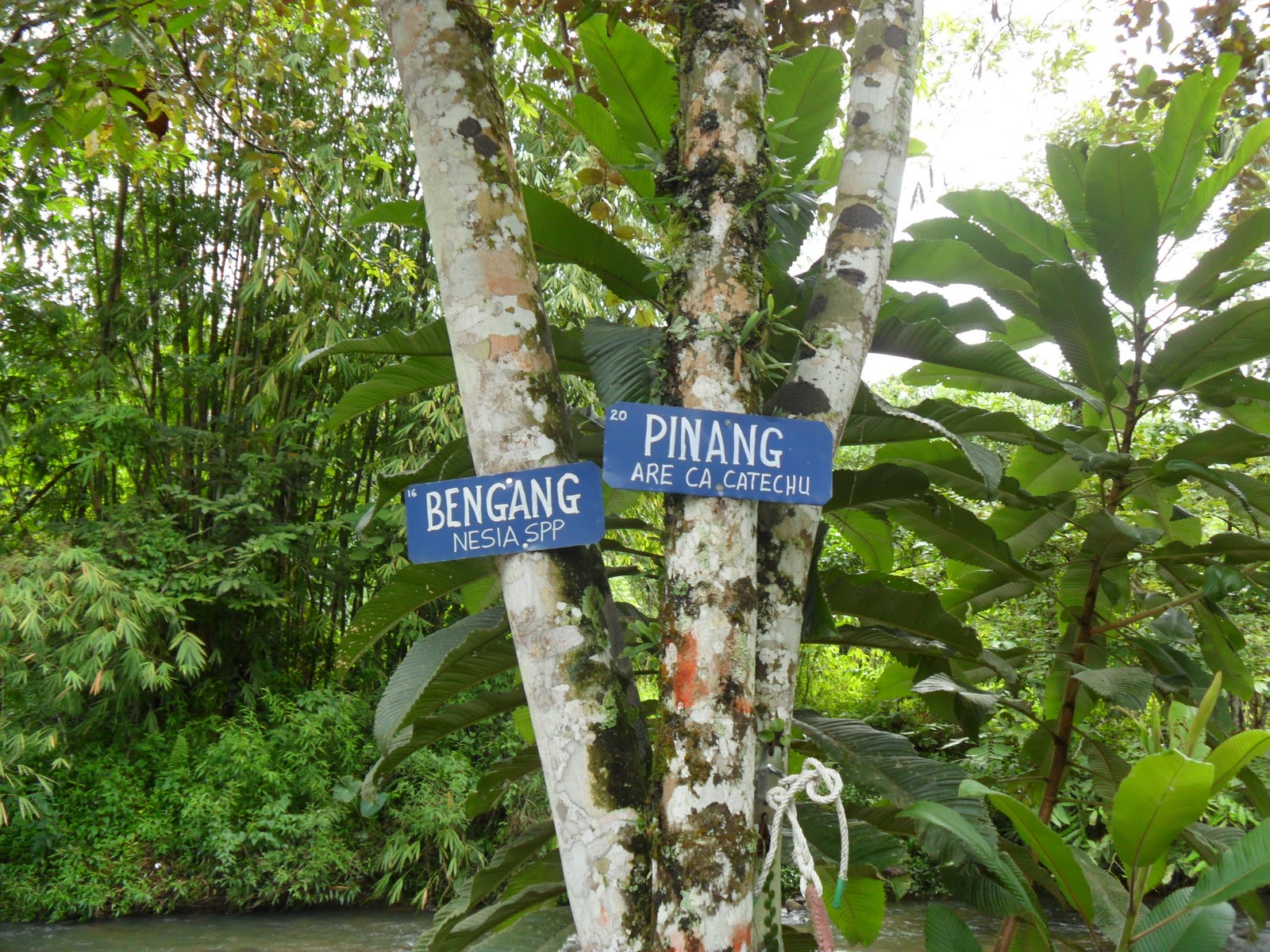 Pokok pun bengang kat kau lah!! ~ Dari Jari Jari Halusku