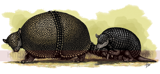 FELIPE ALVES ELIAS - Portfolio: Pachyarmatherium brasiliense (2010)