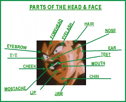 ENGLISH CLASS: PARTS OF HEAD & FACE.