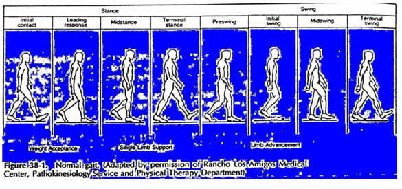 Klinik Fisioterapi Satria: Observational Gait Analysis