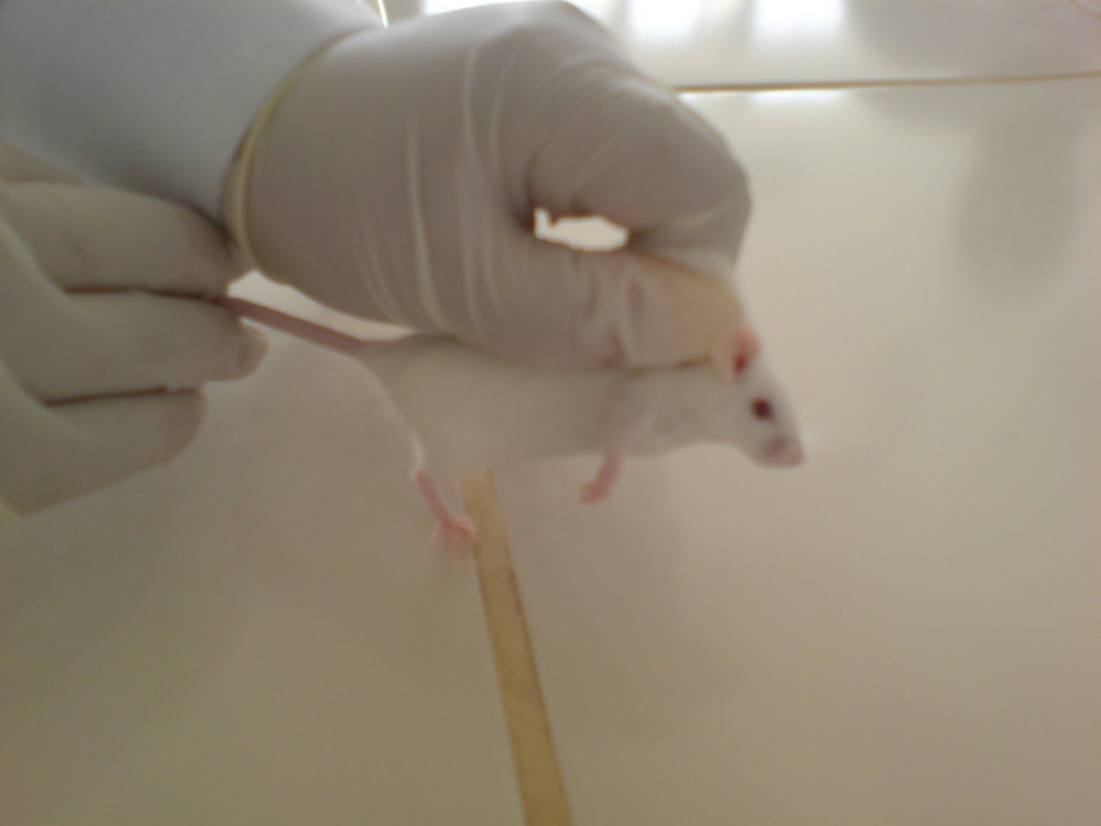 1° Practk. tma: Admistración por vía intraperitoneal e intramuscular.