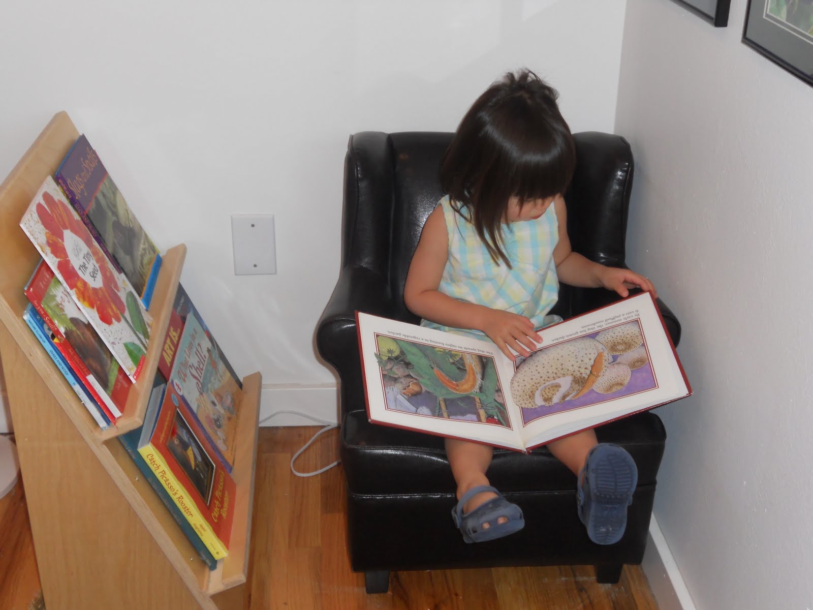 Montessori in Bloom: Taxonomy and the Animal Kingdom: Mollusks- Part One