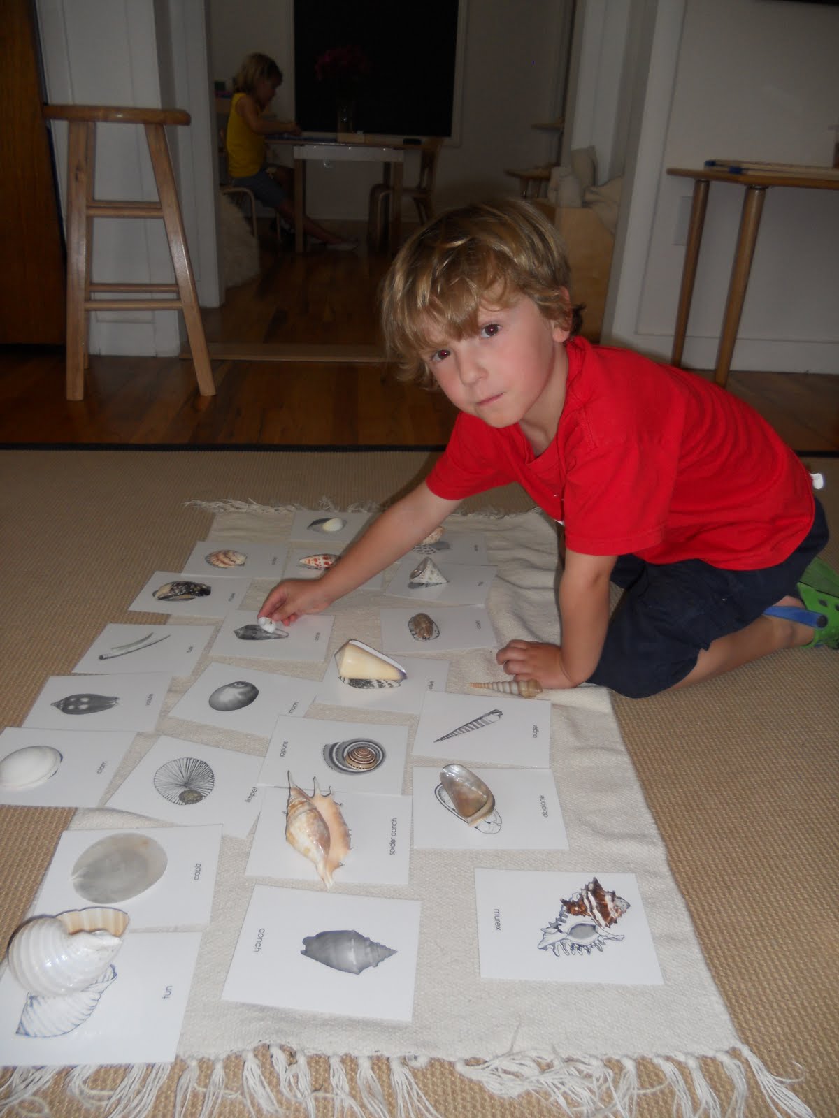 Montessori in Bloom: Taxonomy and the Animal Kingdom: Mollusks- Part One