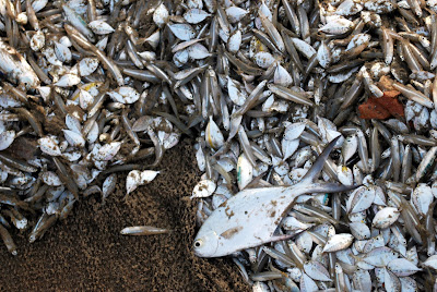 SANTOSH PEDNEKAR'S SINDHUDURGA TOUR 2: FISHING...RAPAN AT DEOBAG MALVAN
