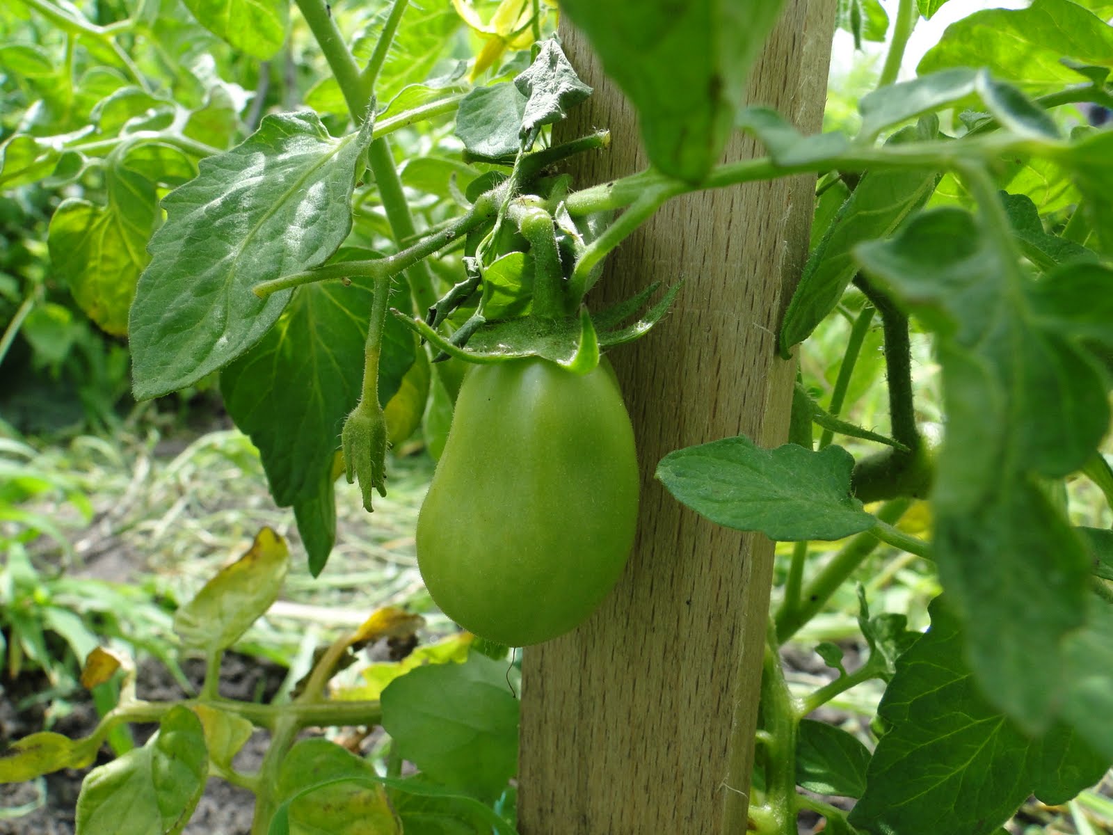 Kertem Bogláron: Paradicsom termés-verseny