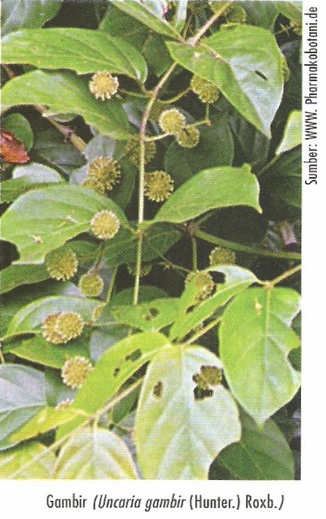 Tanaman Obat Keluarga "Back to Nature": GAMBIR