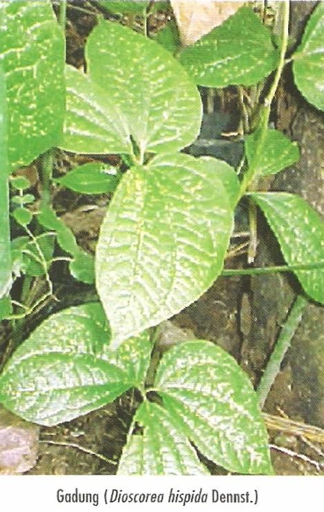 Tumbuhan Bali: Gadung (Uwi Gadung)