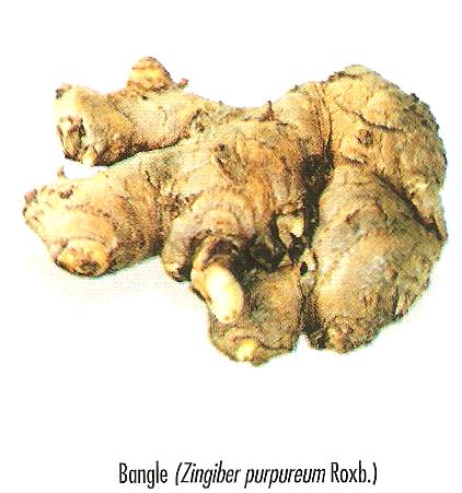 Tanaman Obat Keluarga "Back to Nature": BANGLE