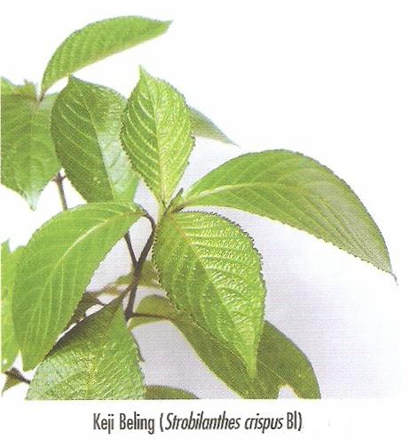 Tanaman Obat Keluarga "Back to Nature": KEJI BELING