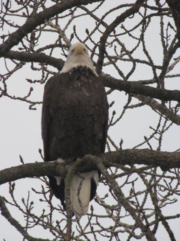 Living in Kodiak: Eagle Field of View