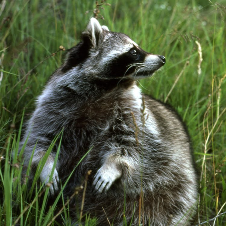 Stanleigh The Raccoon