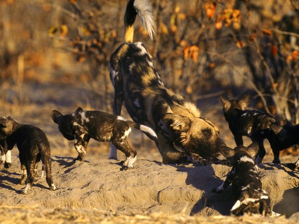 Unique Animals blogs: Wild Dogs Photo Gallery Pics and Info - Animals ...