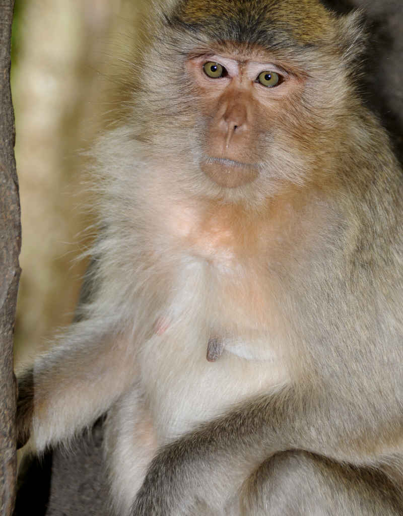 How Common Is Whooping Cough