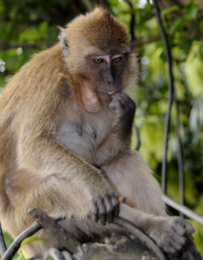 How Common Is Whooping Cough