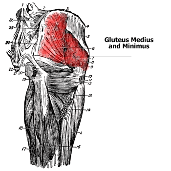 TRAIN OUT PAIN: Gluteus Minimus and Rectus Femoris Pain