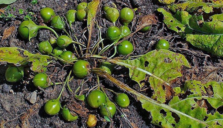 Growing Hermione's Garden: Mandragora Officinarum - Mandrake