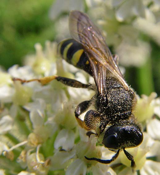 CABINET OF CURIOSITIES: Another Weird Wasp