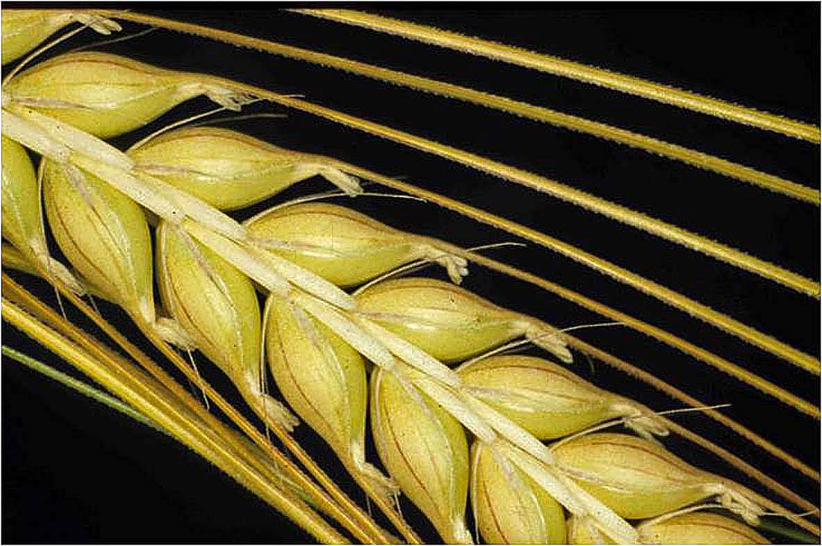 A Digital Botanic Garden: Barley, Hordeum vulgare