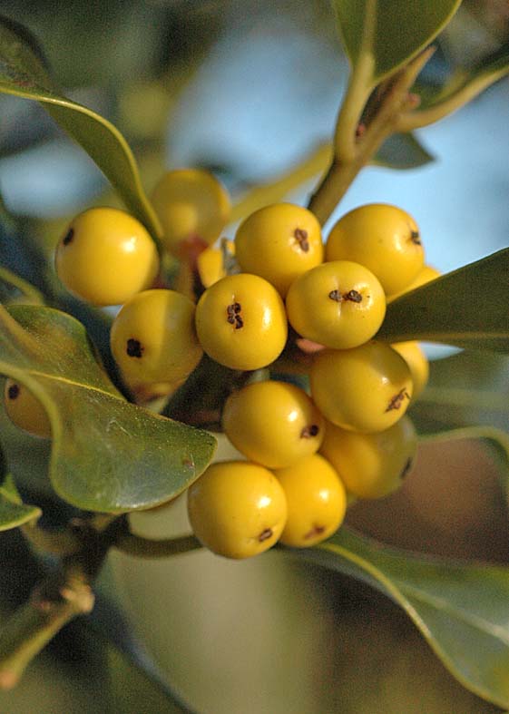 CABINET OF CURIOSITIES: Yellow Holly Berries