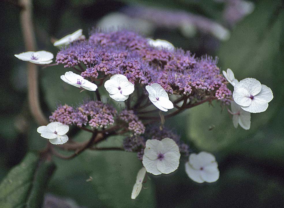 A Digital Botanic Garden: Hydrangea spp., Hydrangeaceae