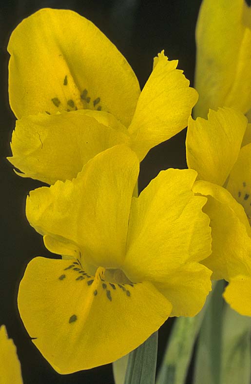 A Digital Botanic Garden: Iris spp., Iridaceae