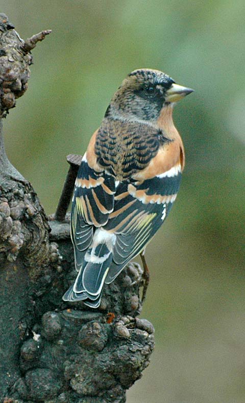 CABINET OF CURIOSITIES: Great Pied Mountain Finches on the bird table