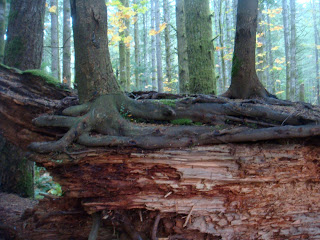 THE ROAD TAKEN : To Shoen (which means "beautiful" in German and oh my ...