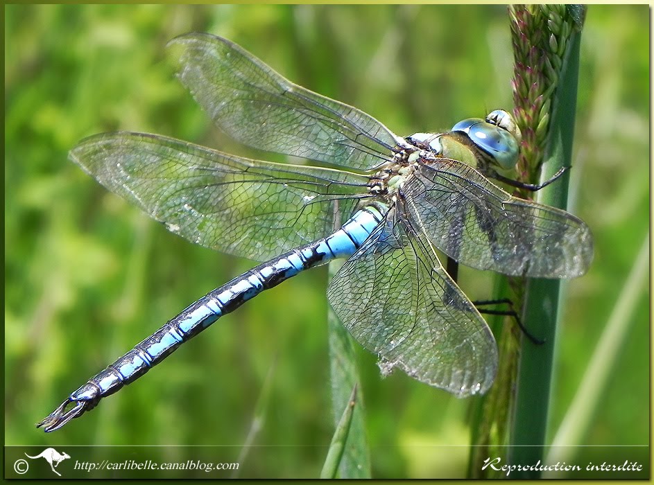Libellules de France et dAilleurs - DRAGONFLY WORLD: L'Anax empereur