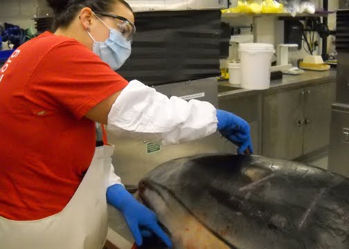 November 11, 2010 - Striped Dolphin Necropsy at WHOI