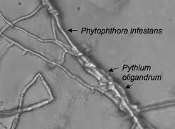 Dari Ku untuk Mu : Makalah Bakteri Pseudomonas sp dan Mucogone ...