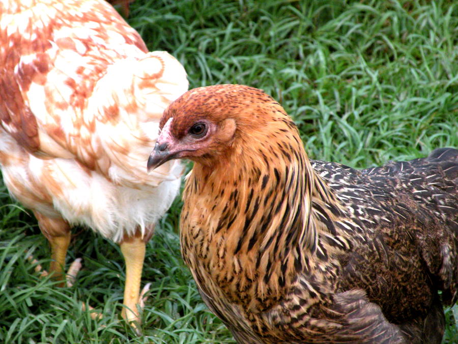 Much Ado About Nothing: ~Chicken Update and Altered Fun~
