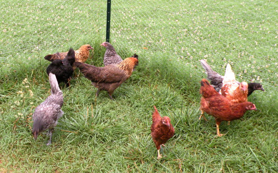 Much Ado About Nothing: ~Chicken Update and Altered Fun~