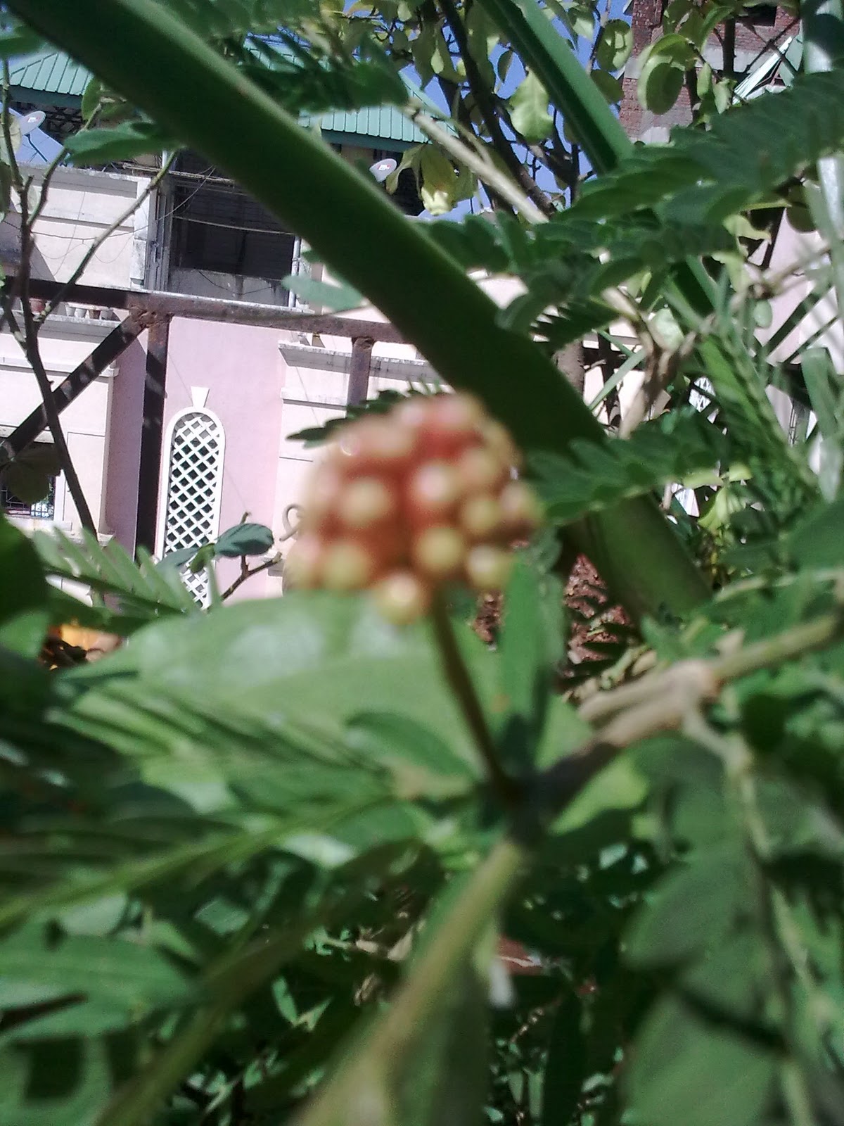 Garden Care Simplified: Stages of Flowering in Fire Ball Flower with ...