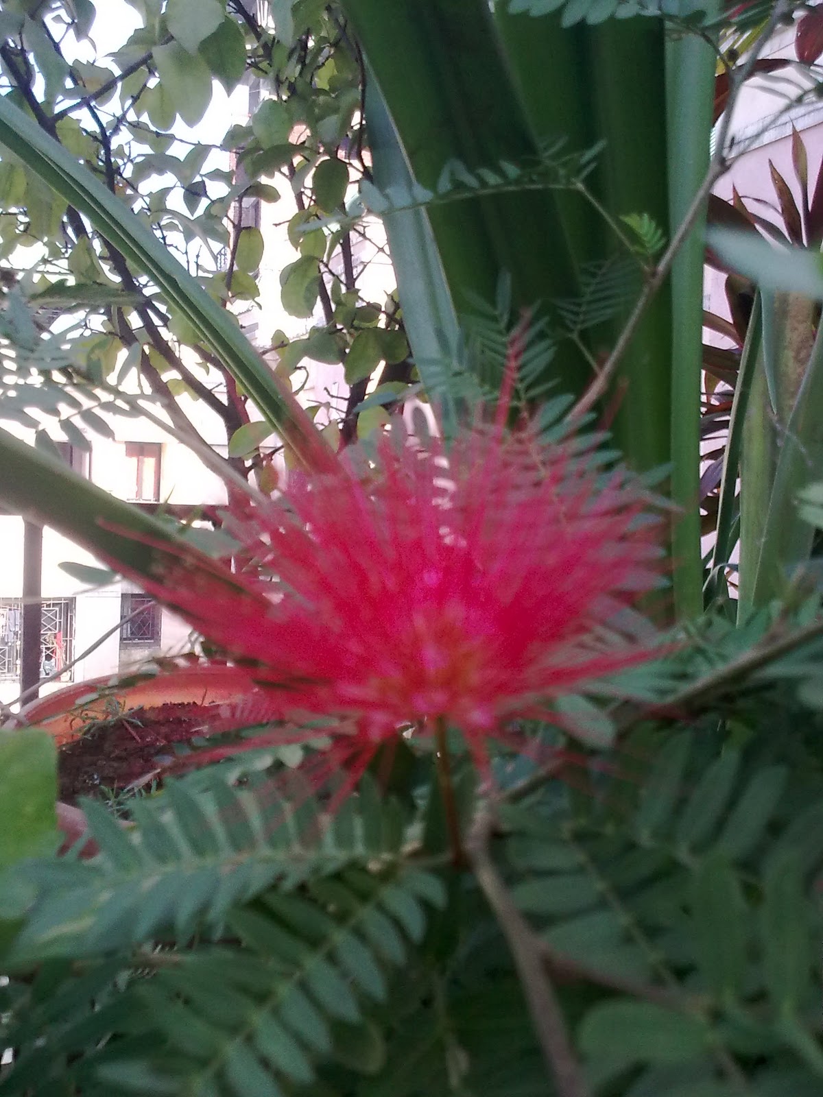 Garden Care Simplified: Stages of Flowering in Fire Ball Flower with ...