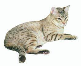 Facts about the Australian Mist cat | Facts About All