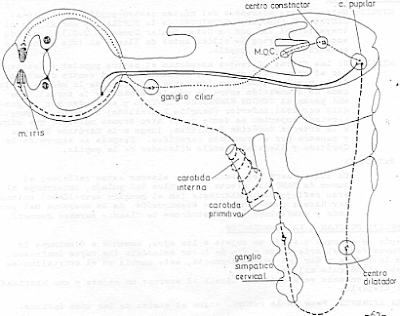 PUPILA DE ADIE ...: De interés: REFLEJOS PUPILARES