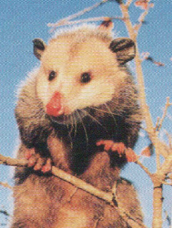 Seduced By History: Palo Pinto Mountains, Hell's Gate, and Possum ...