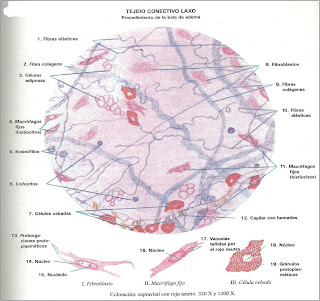 Curso de Histologia_odontologia: Tejido conectivo laxo