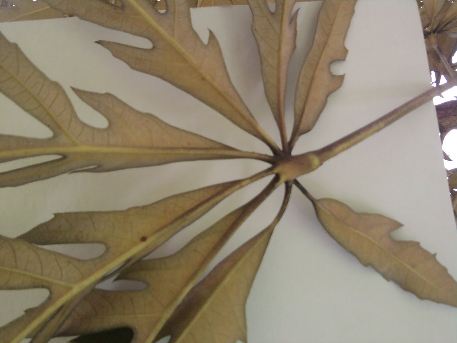 biologia 2010 -081