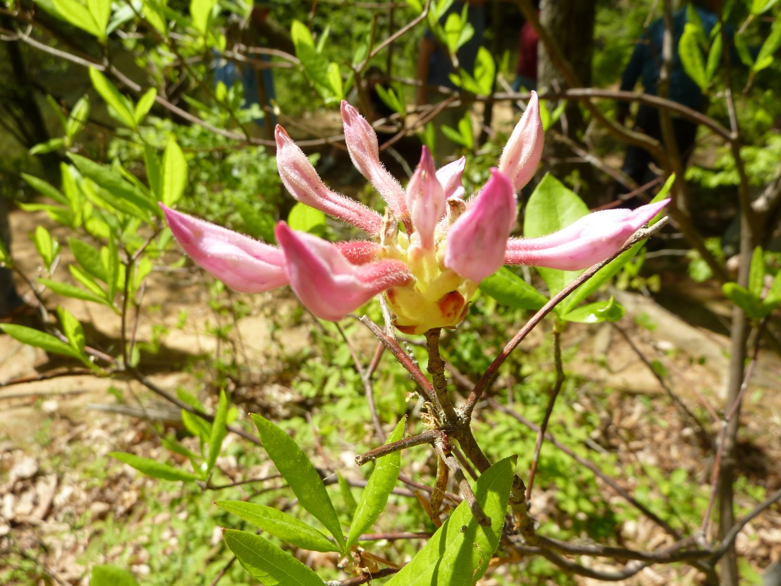 Triangle Flora: Pinkster Azalea (rhododendron periclymenoides) at ...