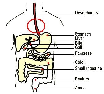 digestive system: Gullet A.K.A the Oesophagus