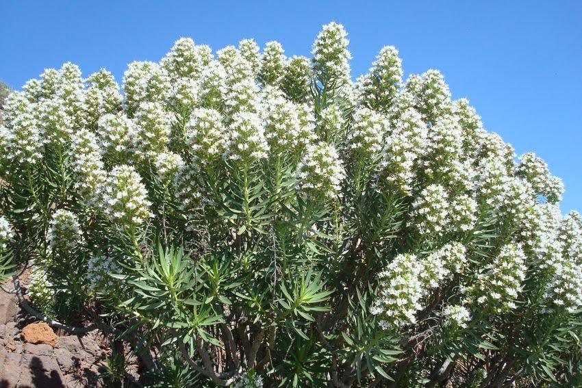 Rosa en Gran Canaria: Tajinaste blanco (Echium decaisnei)