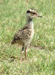 From My Garden Fence: Crowned Lapwing (Plover, Kiewiet)