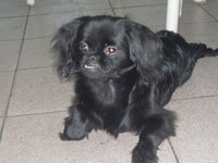 Ayudame a volver a casa: Pekinés negro se ha PERDIDO! Su familia lo ...