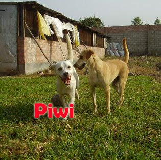 ADOPCIONES PERU - ELLOS ESPERAN POR TÍ: Piwi y Rinti siguen esperando ...