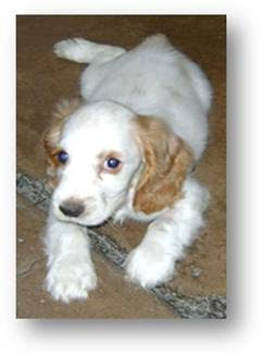 Ayudame a volver a casa: Timolino cocker blanco con manchas marrones se ...